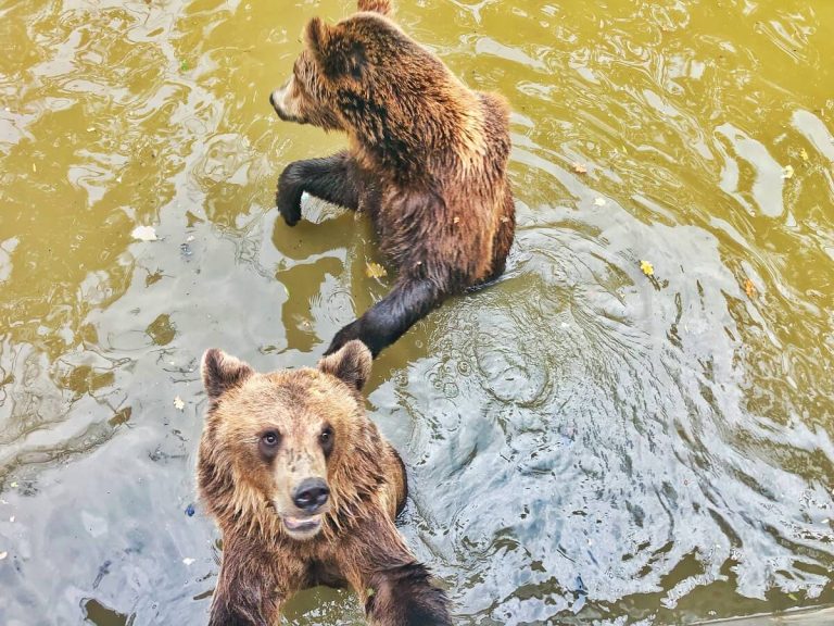 Grădina ZOO din Timișoara | Povestea Locurilor